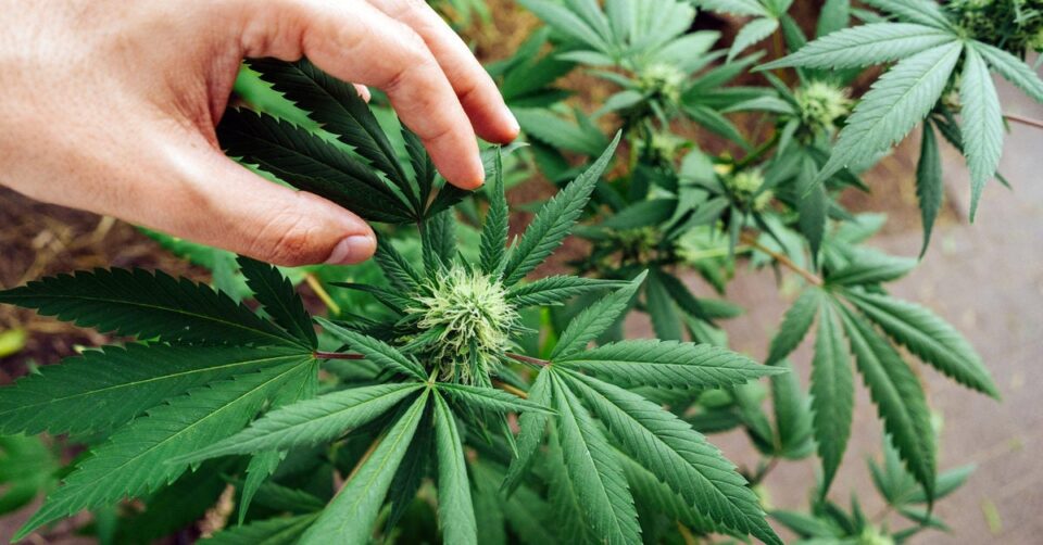 Understanding the Different Types of Cannabinoid Compounds and Their ...